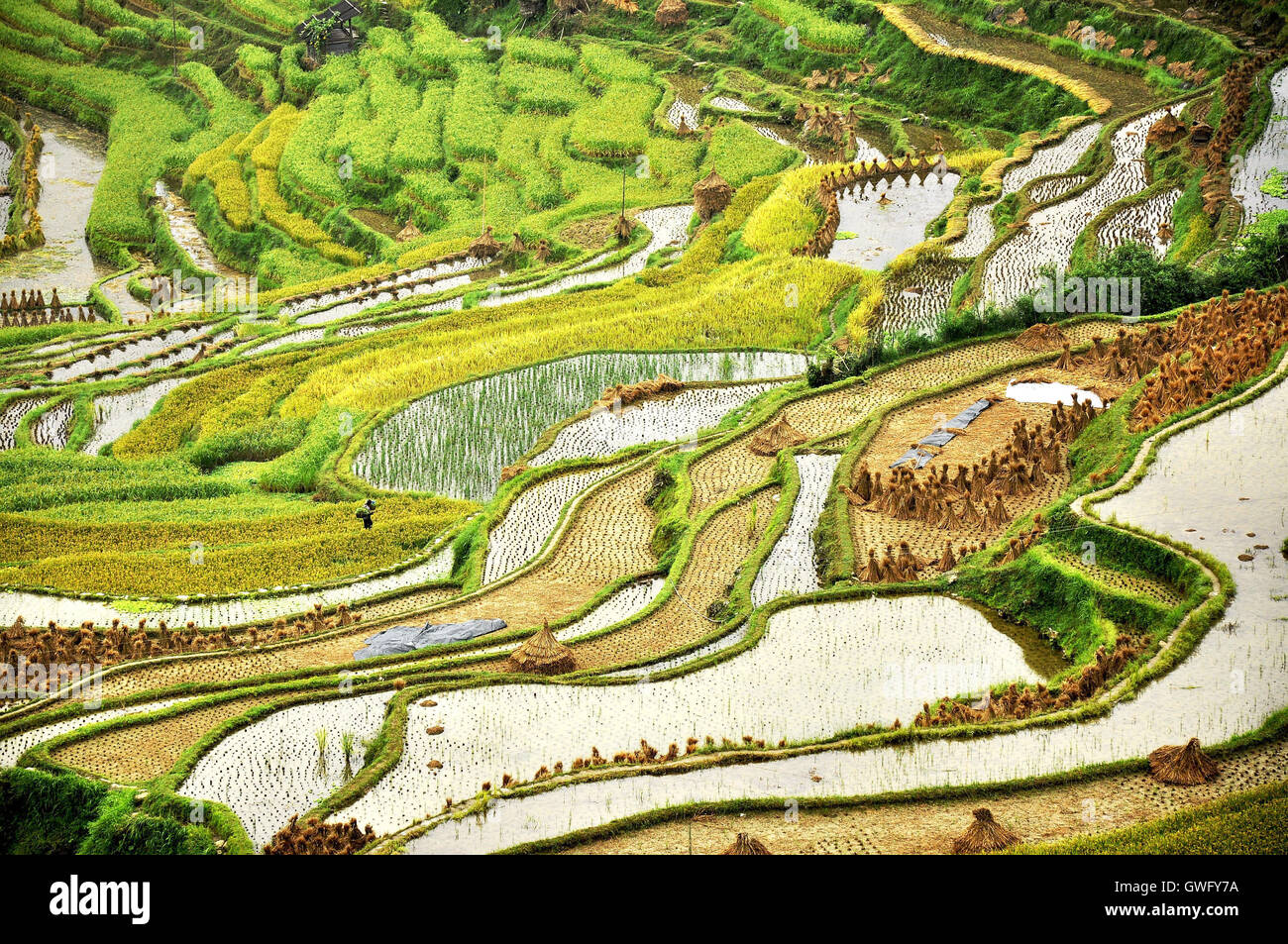 Guizhou, China. 13th Sep, 2016. Guizhou, As the harvest season comes ...
