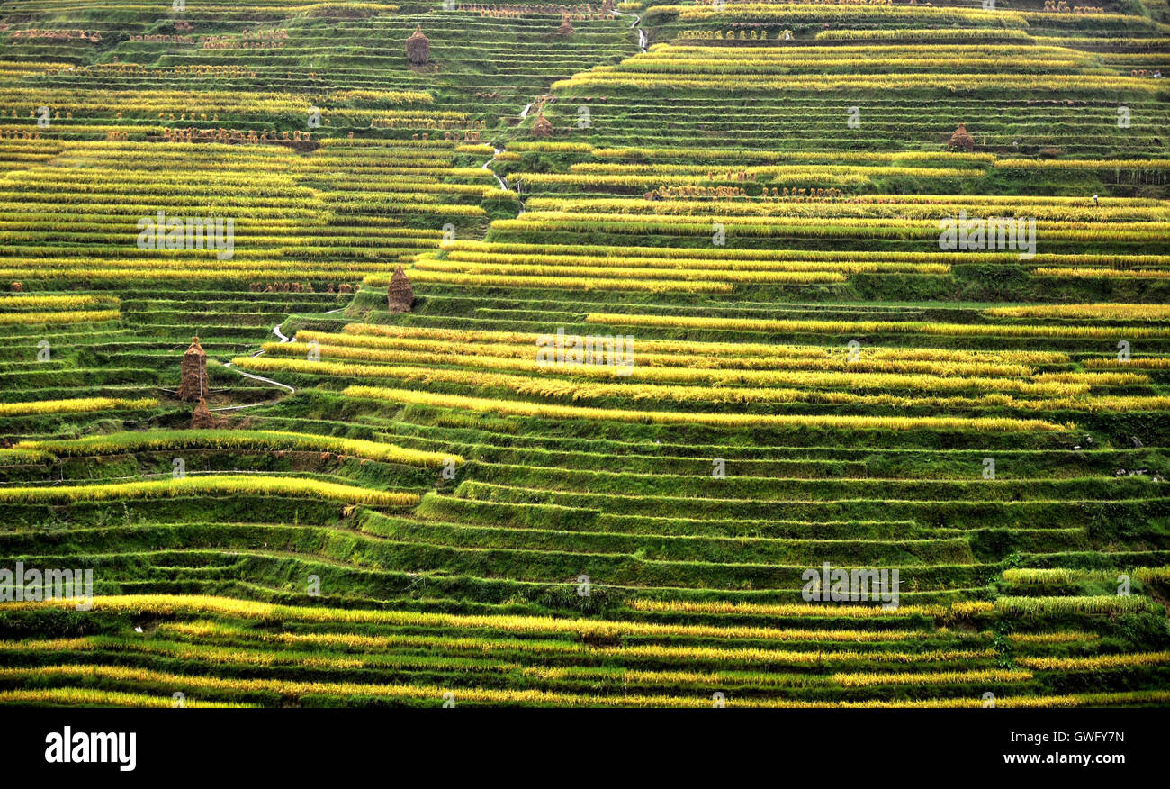 Guizhou, China. 13th Sep, 2016. Guizhou, As the harvest season comes ...