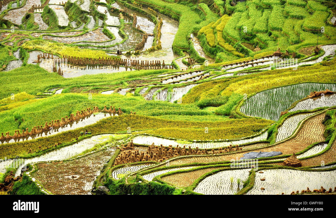 Guizhou, China. 13th Sep, 2016. Guizhou, As the harvest season comes ...