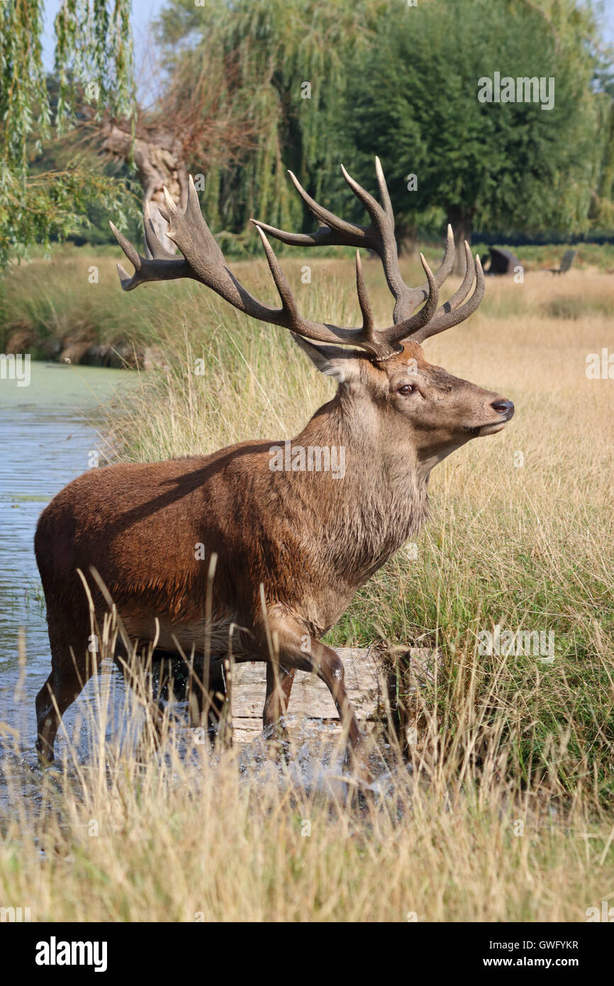 Bushy Park, SW London, UK. 13th September 2016. A magnificent red deer ...