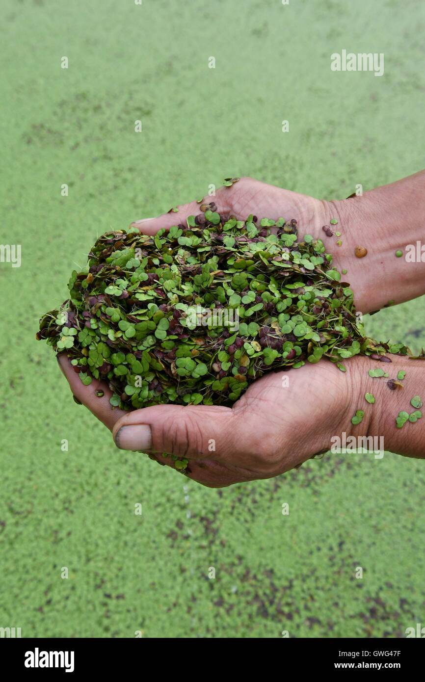 Zhengzhou, China's Henan Province. 13th Sep, 2016. A villager shows ...