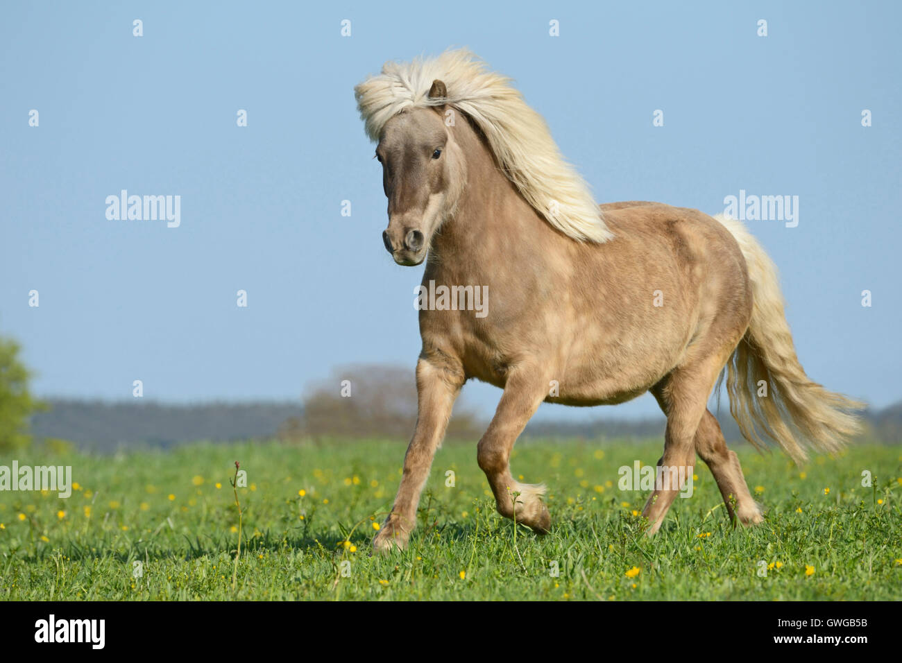 German Classic Pony trotting on a pasture. Germany Stock Photo - Alamy