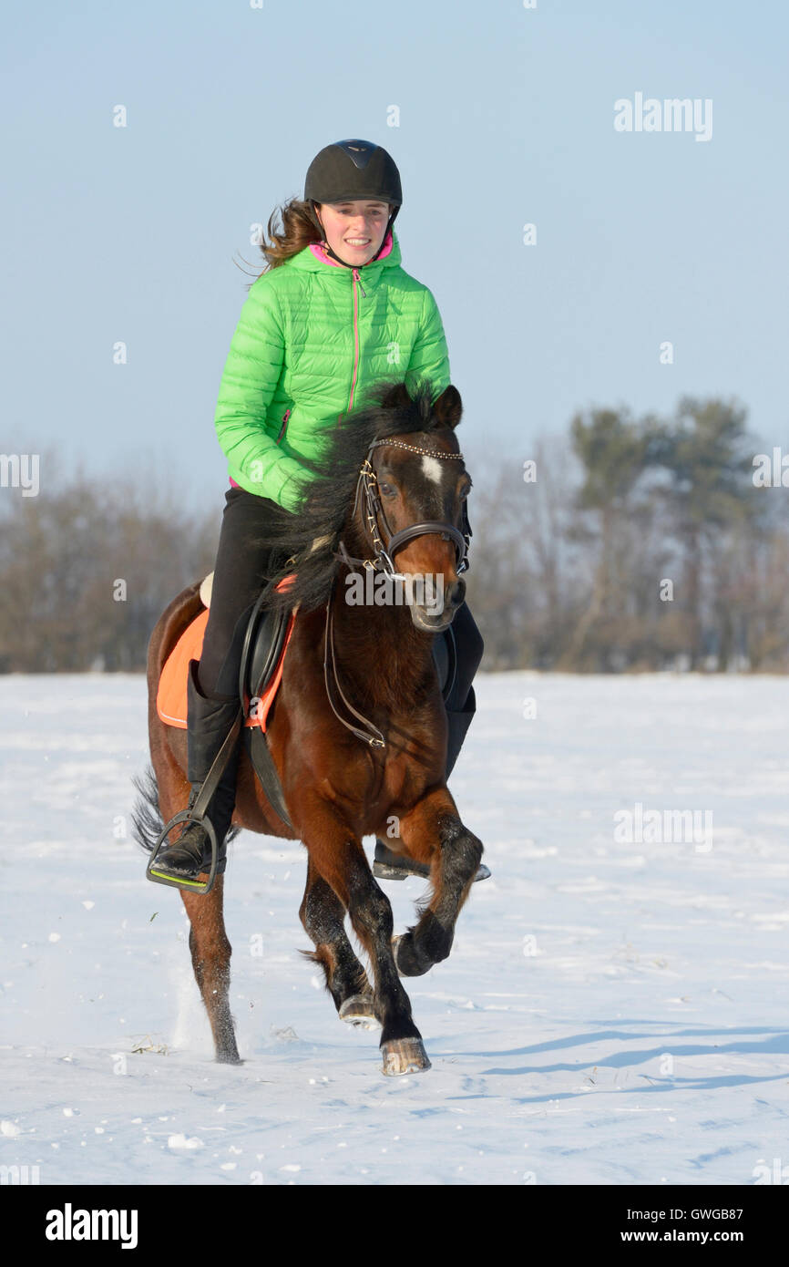 German Riding Pony. Young rider on back of pony galloping in snow ...