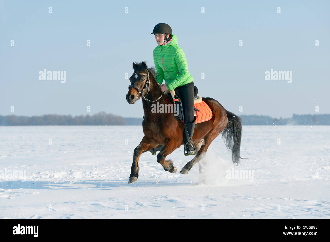 German Riding Pony. Young rider on back of pony galloping in snow ...