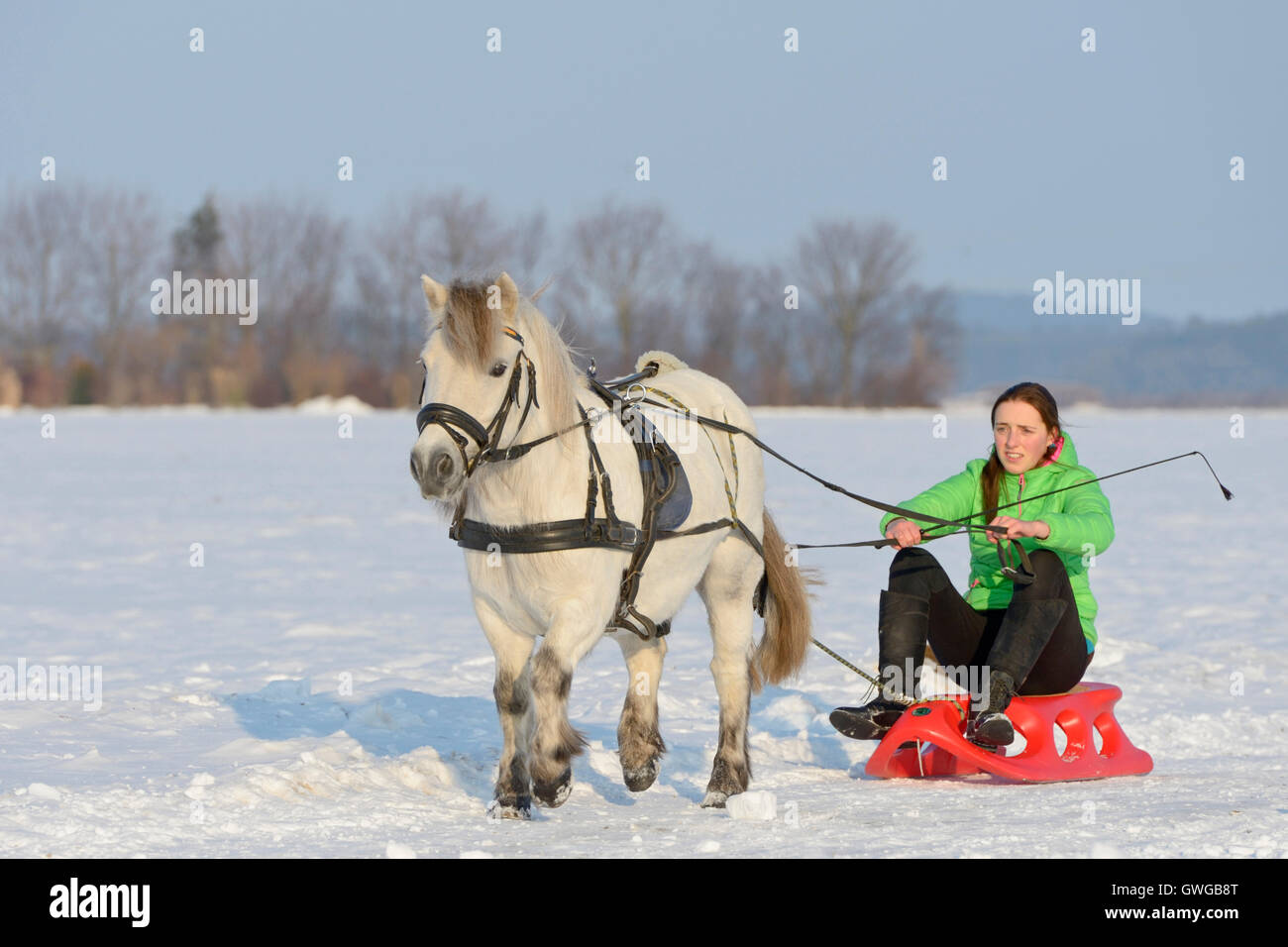Pulling pony hi-res stock photography and images - Alamy