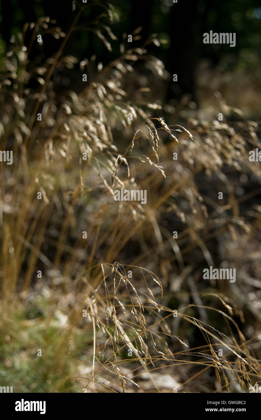 Wavy Hair-grass (Deschampsia flexuosa Stock Photo - Alamy