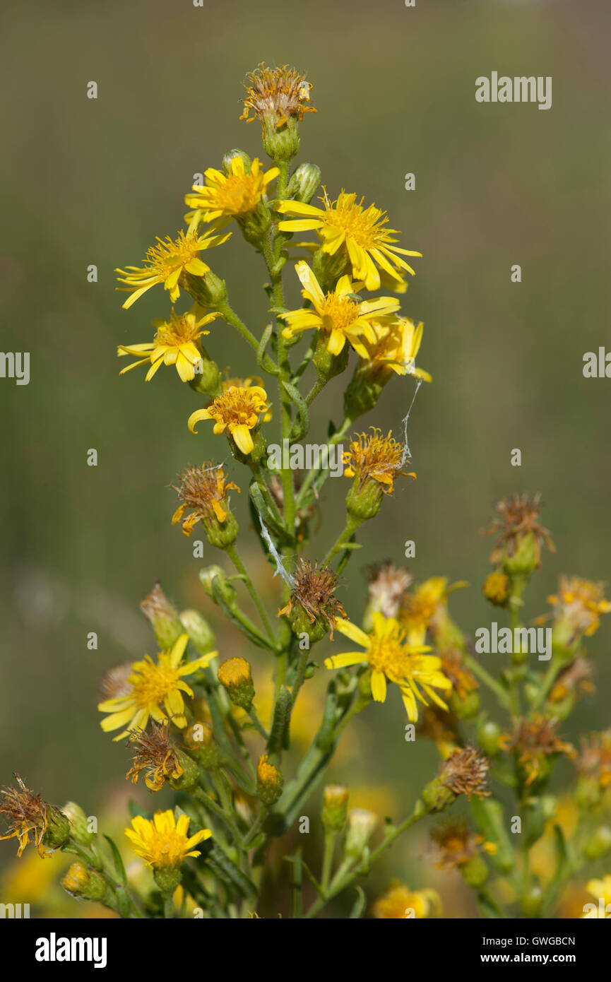 Yellow fleabane dittrichia viscosa hi-res stock photography and images ...