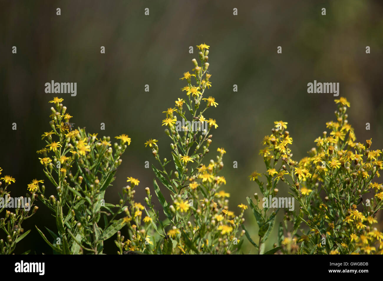 Sticky Fleabane (Dittrichia viscosa), flowering plants. Greece Stock ...