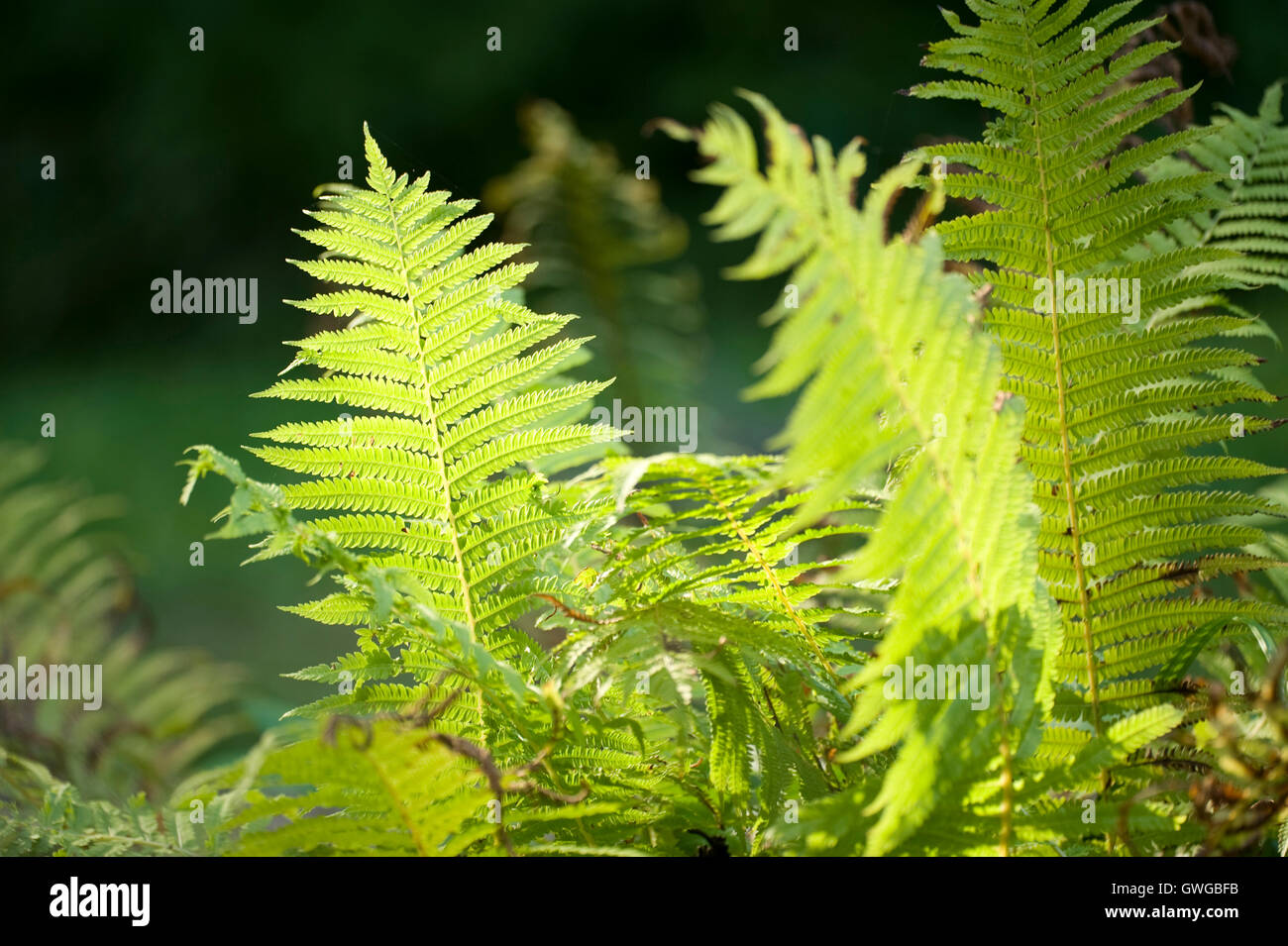 Scaly Male Fern (Dryopteris affinis). Plant in woodland. Germany Stock ...
