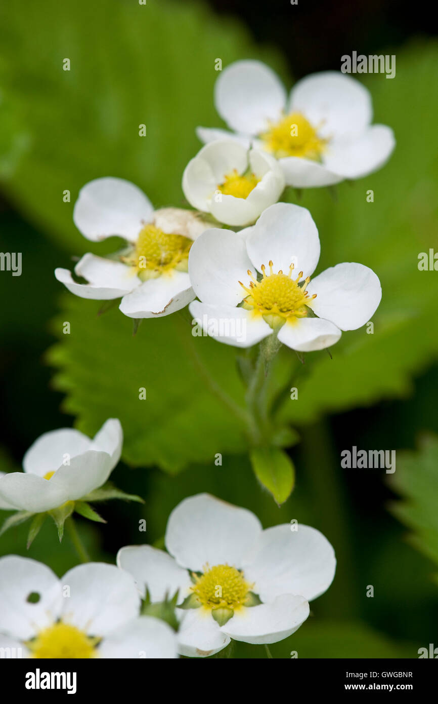 Musk Strawberry (Fragaria moschata), flowers. Germany Stock Photo - Alamy