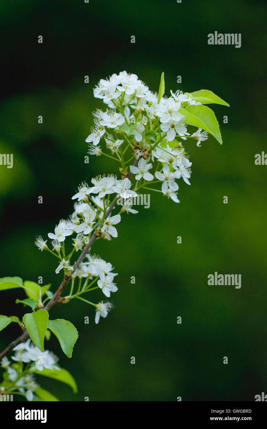Mahaleb Cherry, St Lucie Cherry (Prunus mahaleb), flowering twig ...