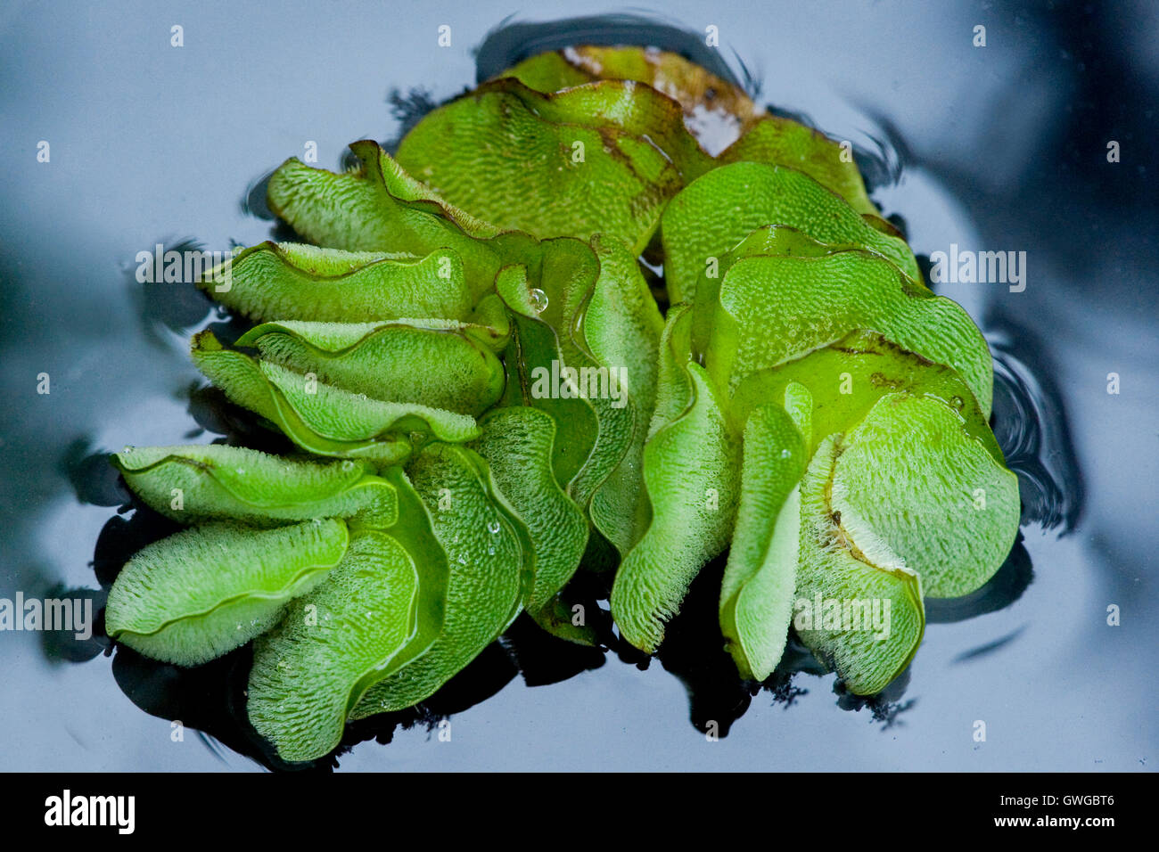 Floating Moss, Floating Fern (Salvinia natans). Leaves lying on the ...
