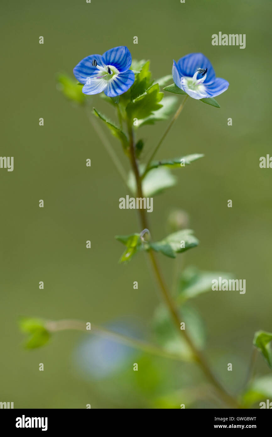 Persian Speedwell, Birdeye Speedwell (Veronica persica), flowering ...
