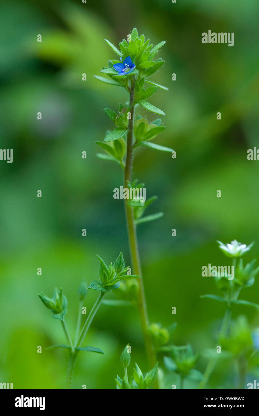 Spring Speedwell (Veronica verna), flowering stalk. Germany Stock Photo ...