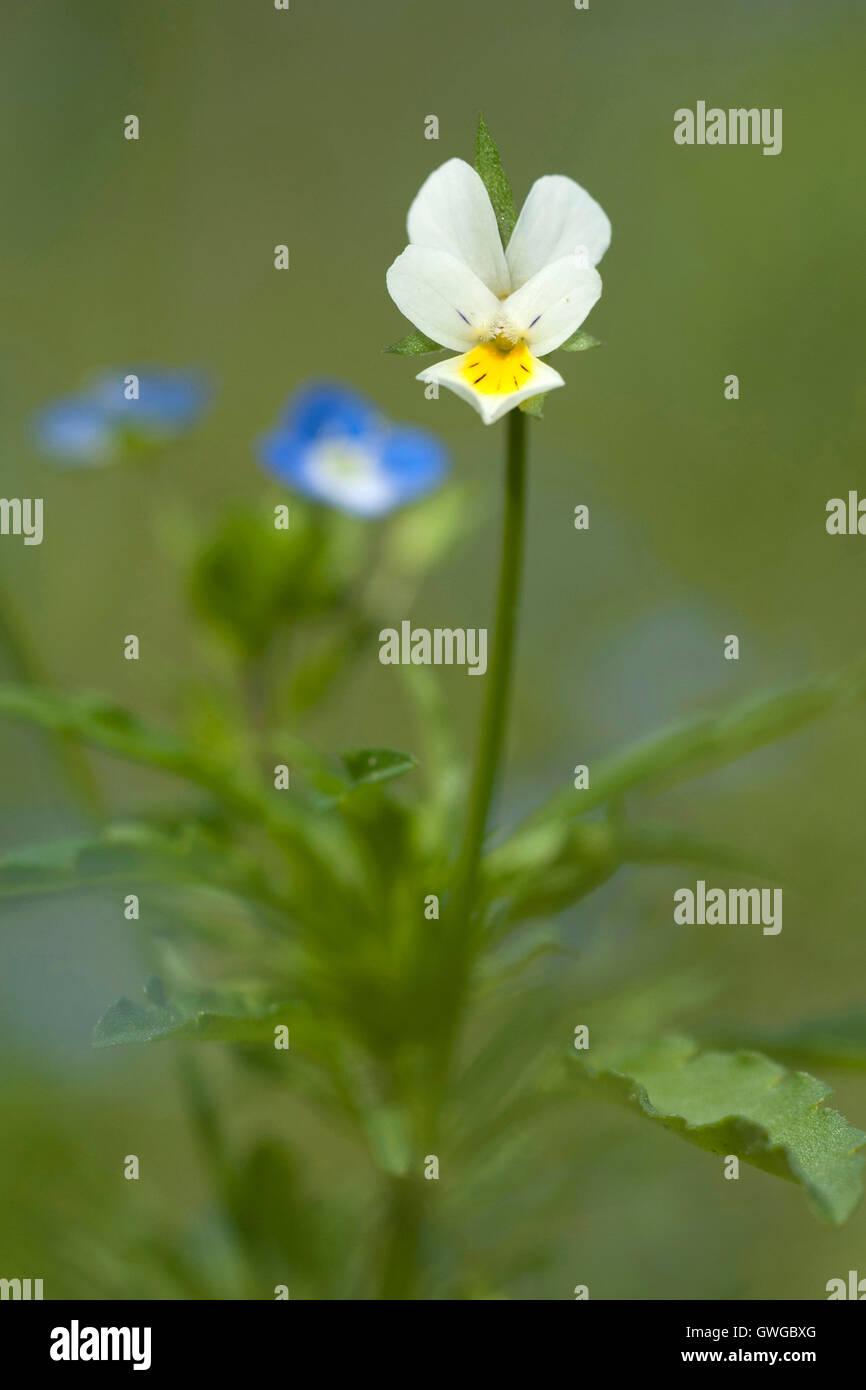 Field Pansy (Viola arvensis), flowering plant. Germany Stock Photo - Alamy