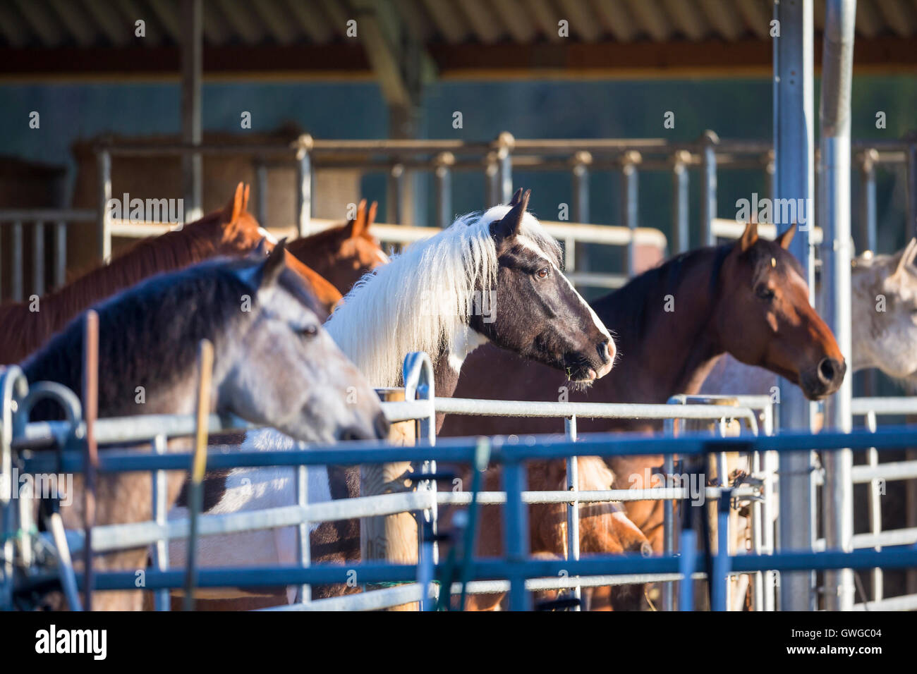 Horses looking out from an open stable. Germany Stock Photo - Alamy