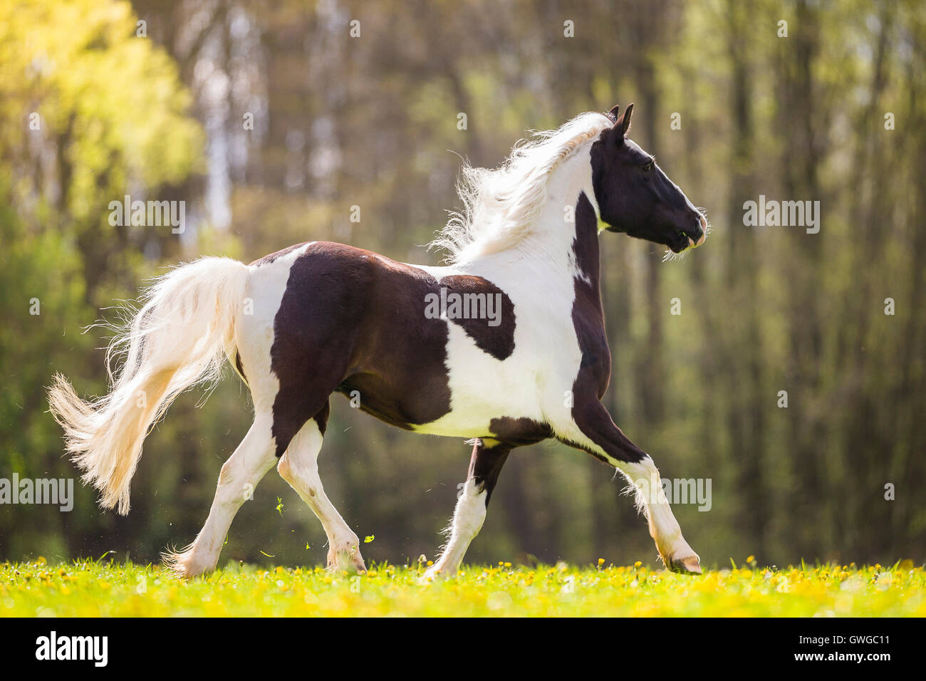 Gypsy Cob x ?. Piebald gelding trotting on a pasture. Germany Stock ...