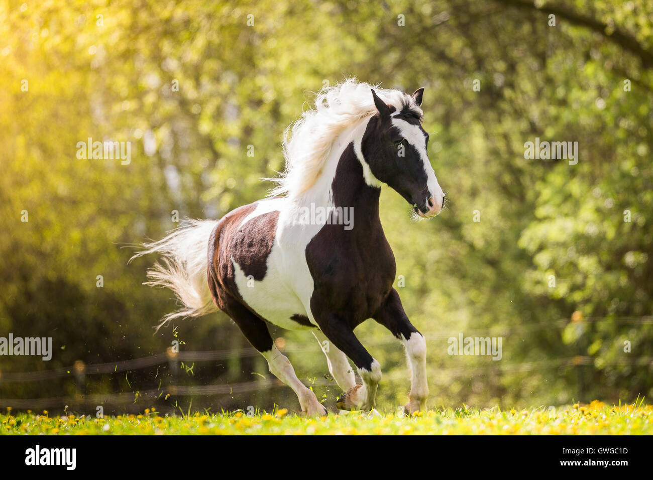 Gypsy Cob x ?. Piebald gelding galloping on a pasture. Germany Stock ...