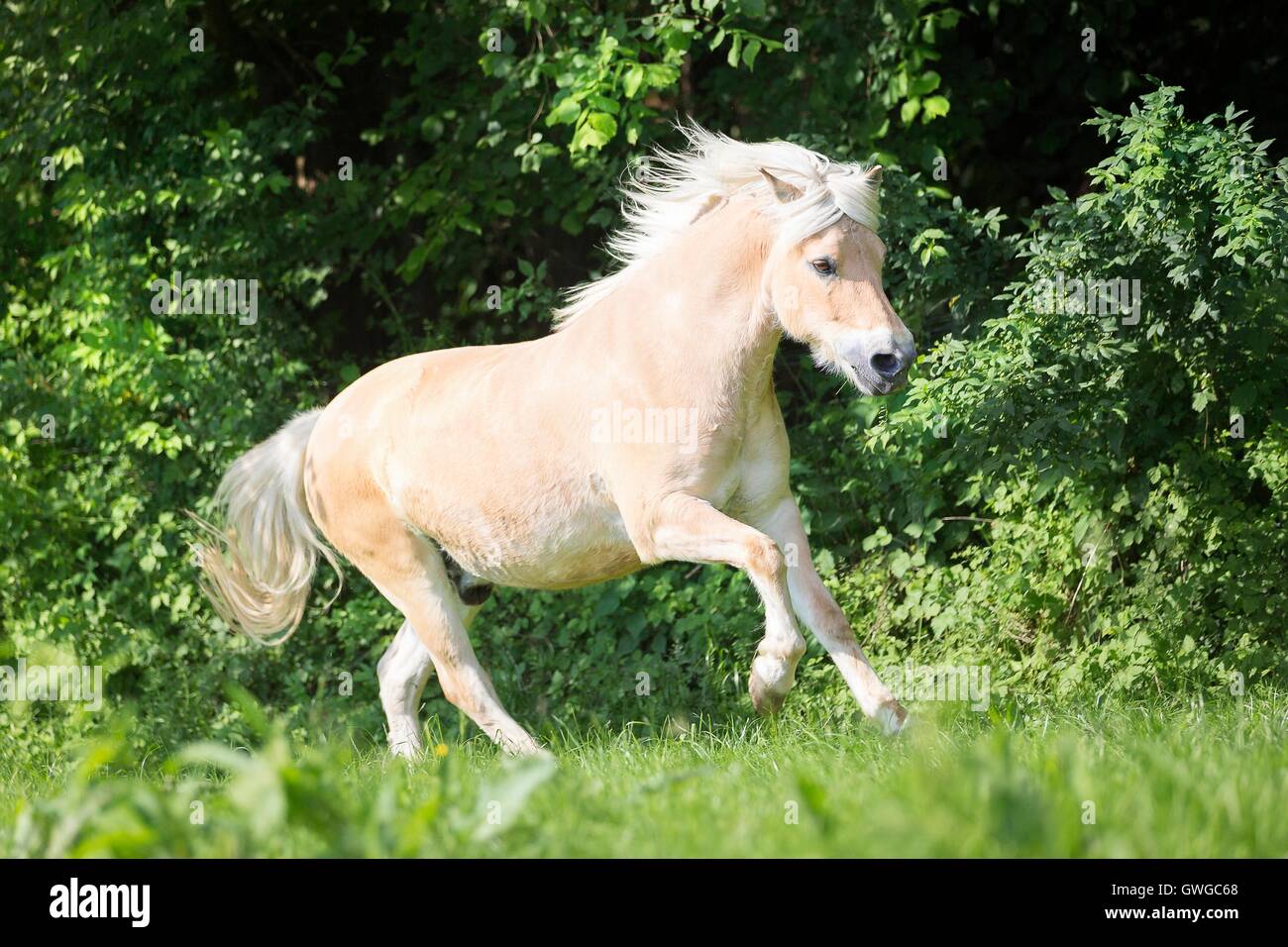 Norwegian Fjord Horse galloping on a pasture. Austria Stock Photo - Alamy