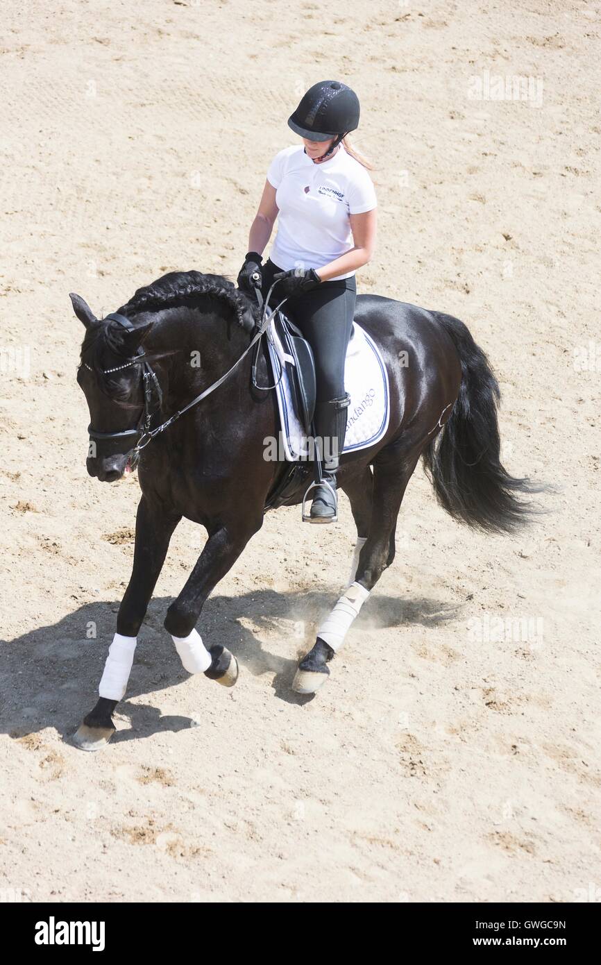 Pure Spanish Horse, Andalusian. Black stallion being ridden on a riding ...