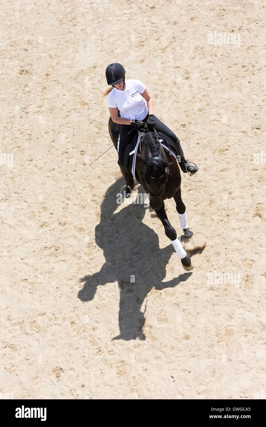 Pure Spanish Horse, Andalusian. Black stallion being ridden on a riding ...