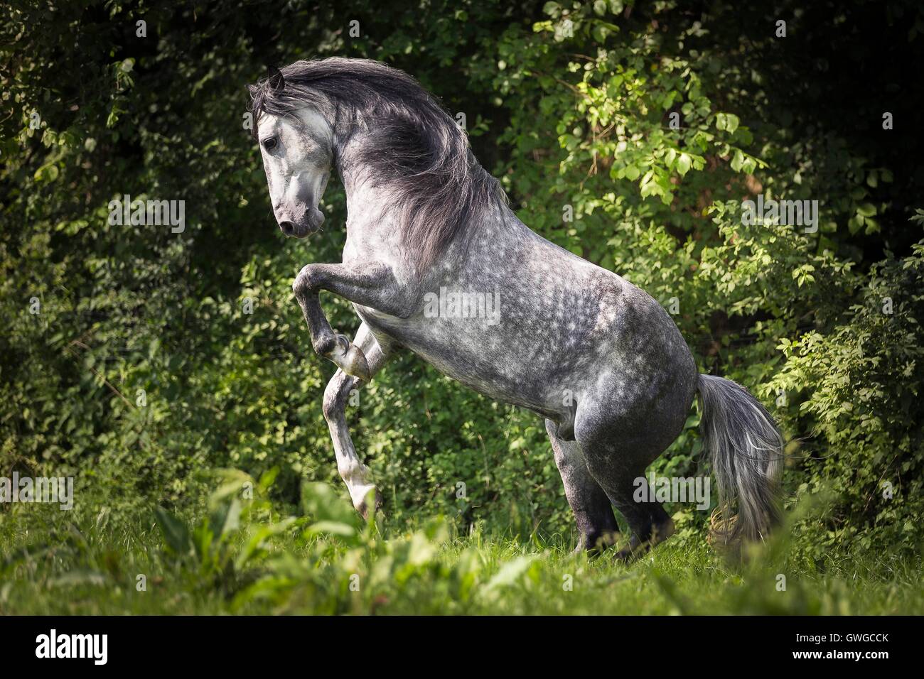 Dappled gray stallion hi-res stock photography and images - Alamy