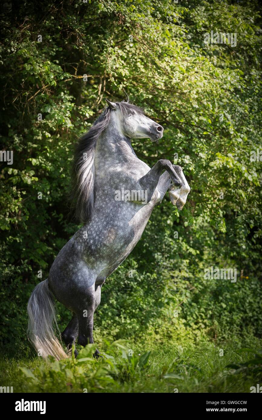 Dappled gray stallion hi-res stock photography and images - Alamy