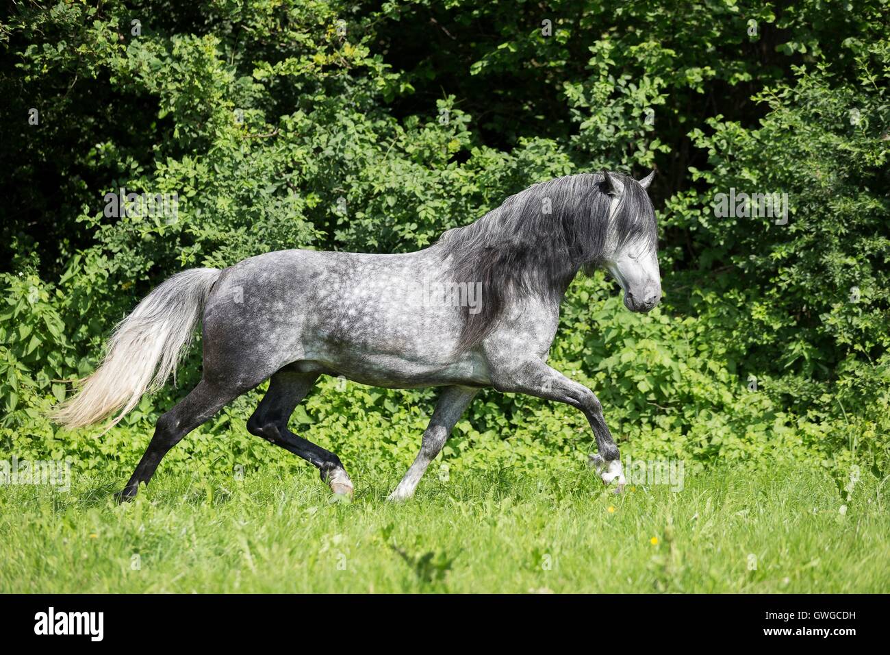 Dappled gray stallion hi-res stock photography and images - Alamy