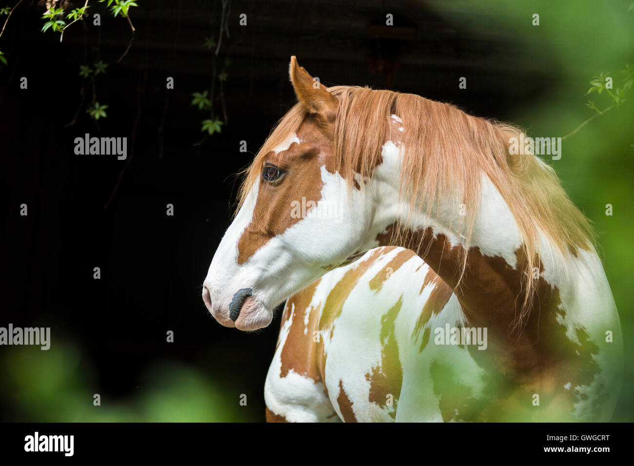American Paint Horse. Portrait of a gelding. Austria Stock Photo - Alamy