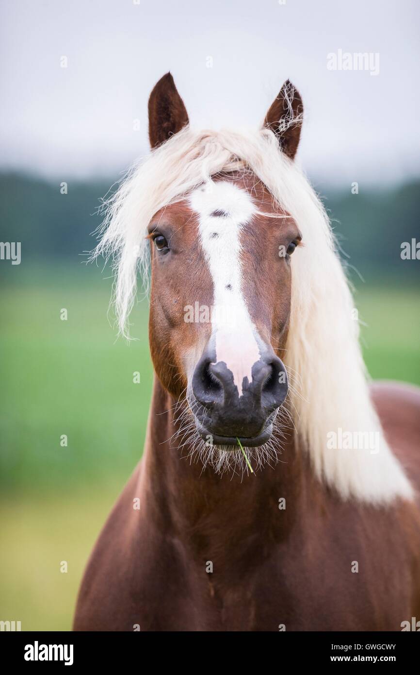 Black Forest Cold Blood. Portrait of chestnut gelding. Germany Stock ...