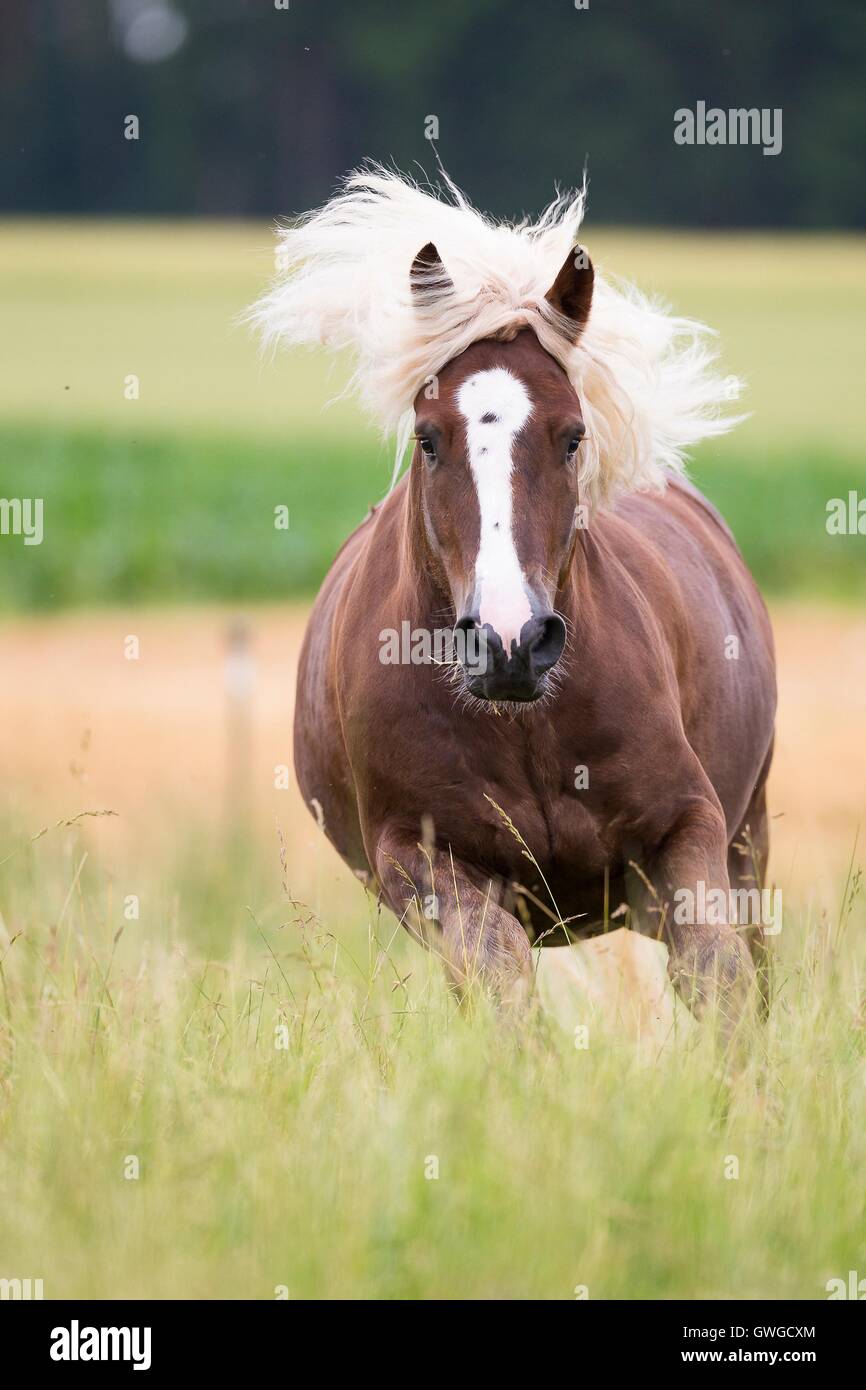 Black forest cold blood hi-res stock photography and images - Alamy