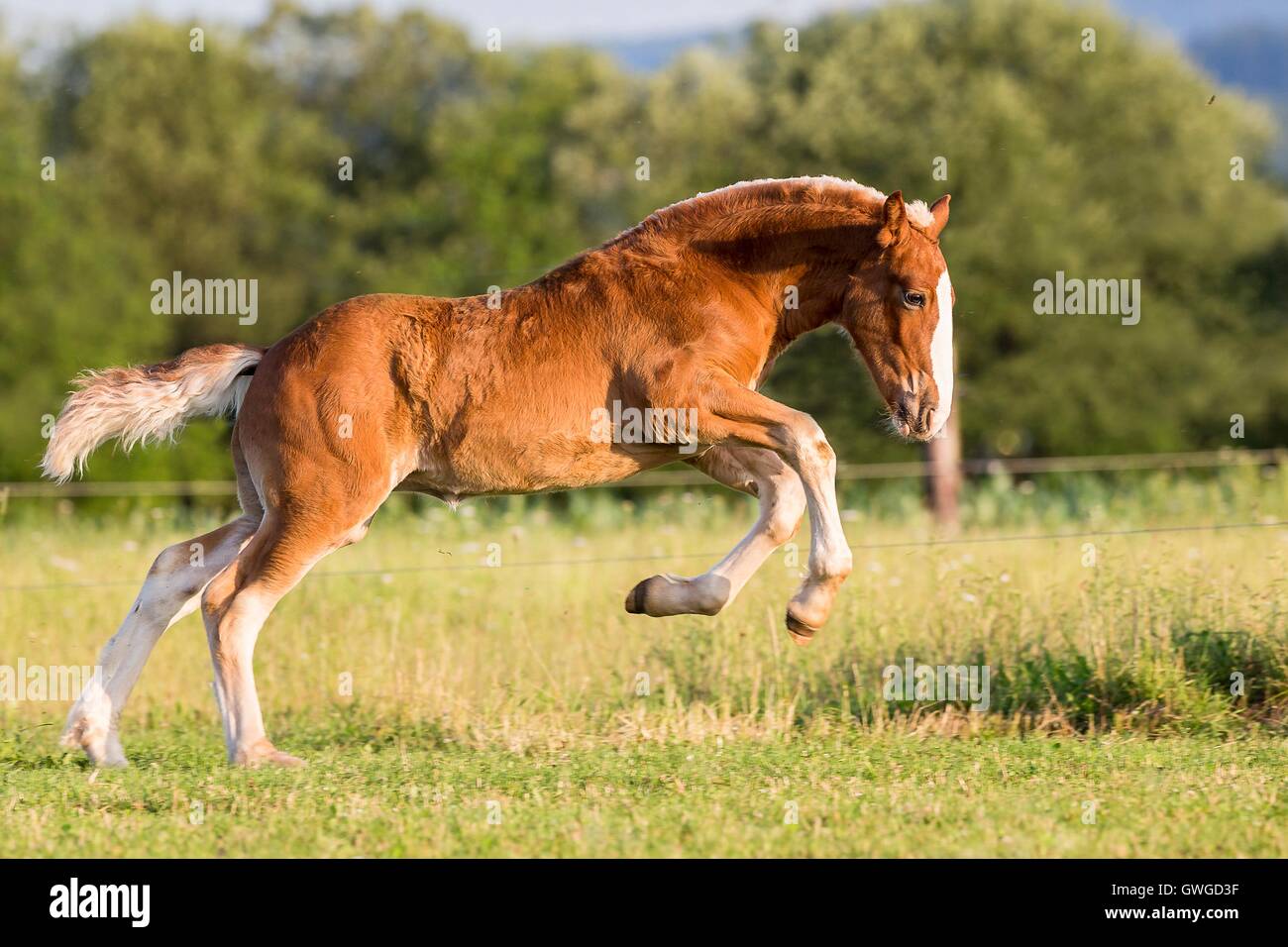 South German Coldblood. Chestnut foal leaping on a pasture. Germany ...