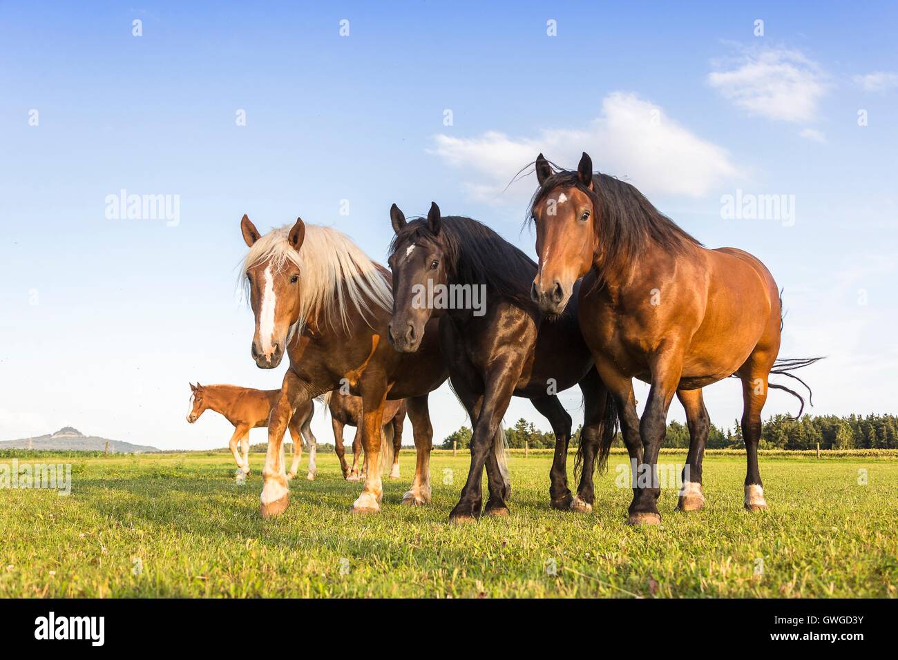 South German Coldblood. Stallion, mares and foals on a pasture. Germany ...
