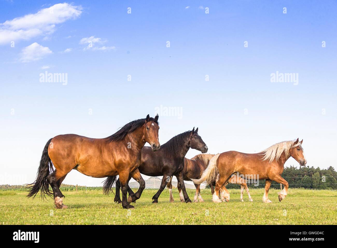 South German Coldblood. Stallion, mares and foals on a pasture. Germany ...