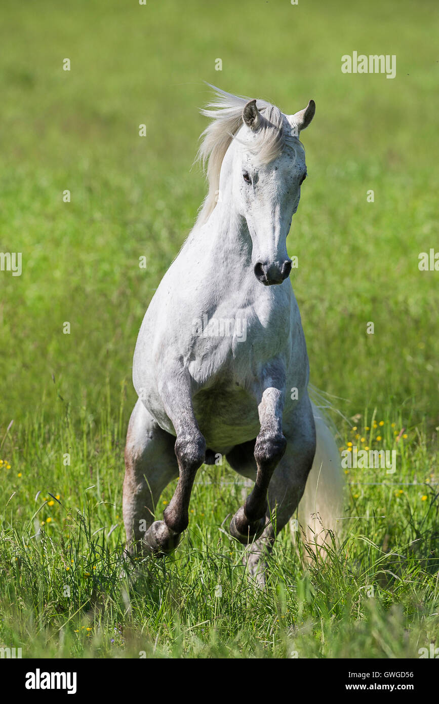 Arabian Horse. Gray gelding rearing on a pasture. Austria Stock Photo ...