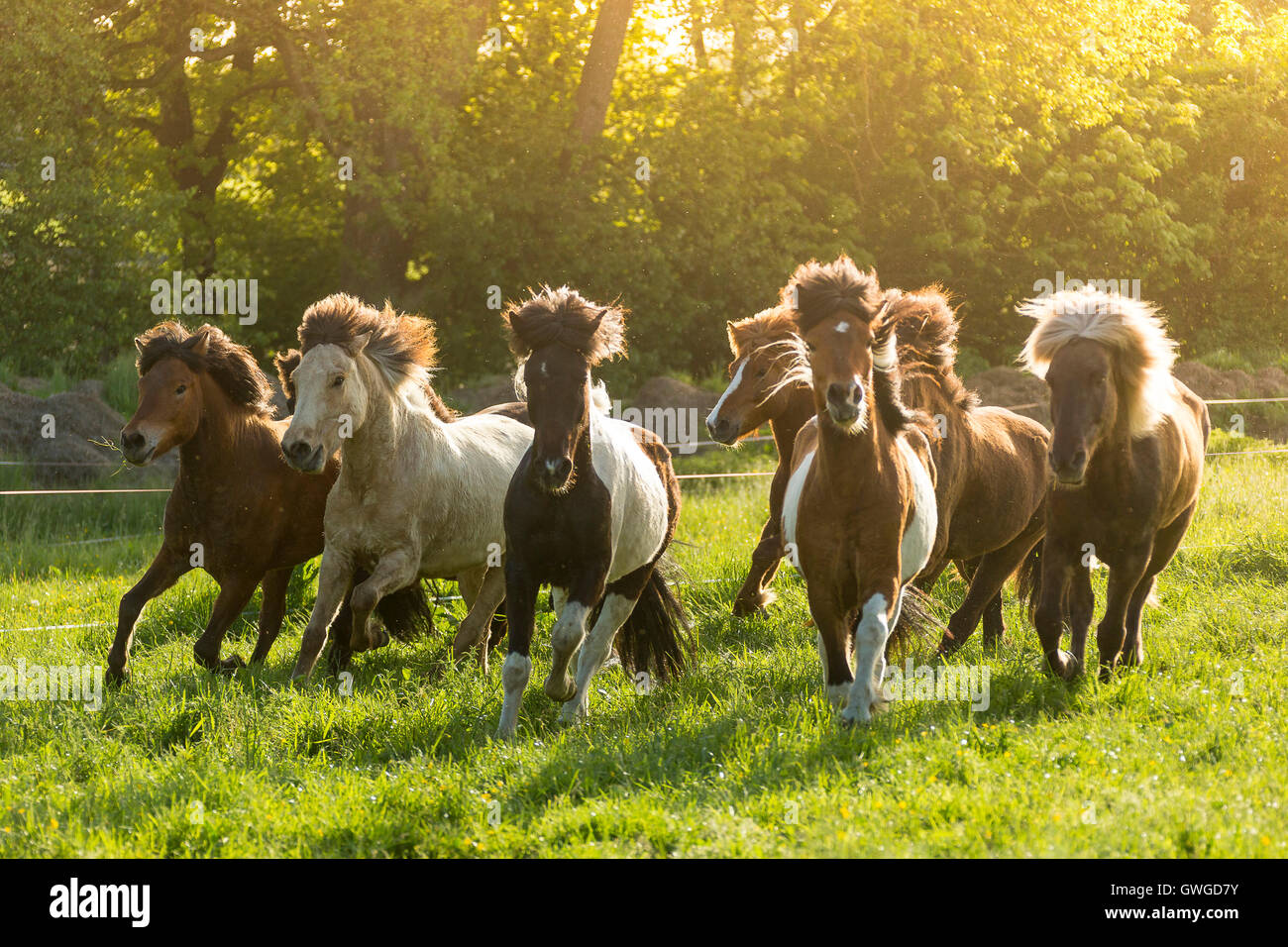 Icelandic Horse. Herd galloping on a pasture. Austria Stock Photo - Alamy