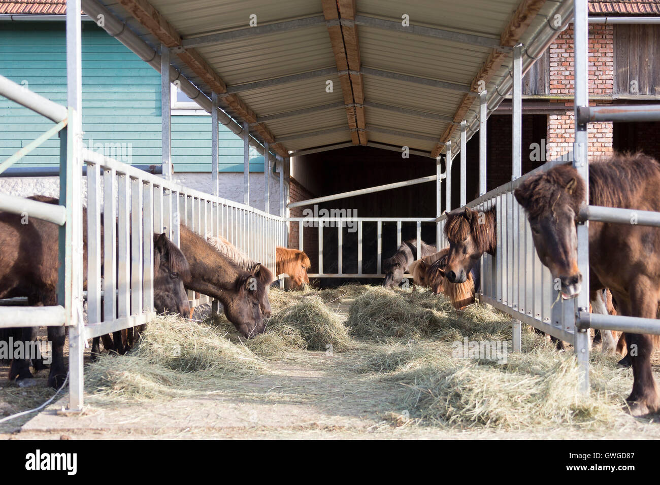 Hay horses hi-res stock photography and images - Alamy