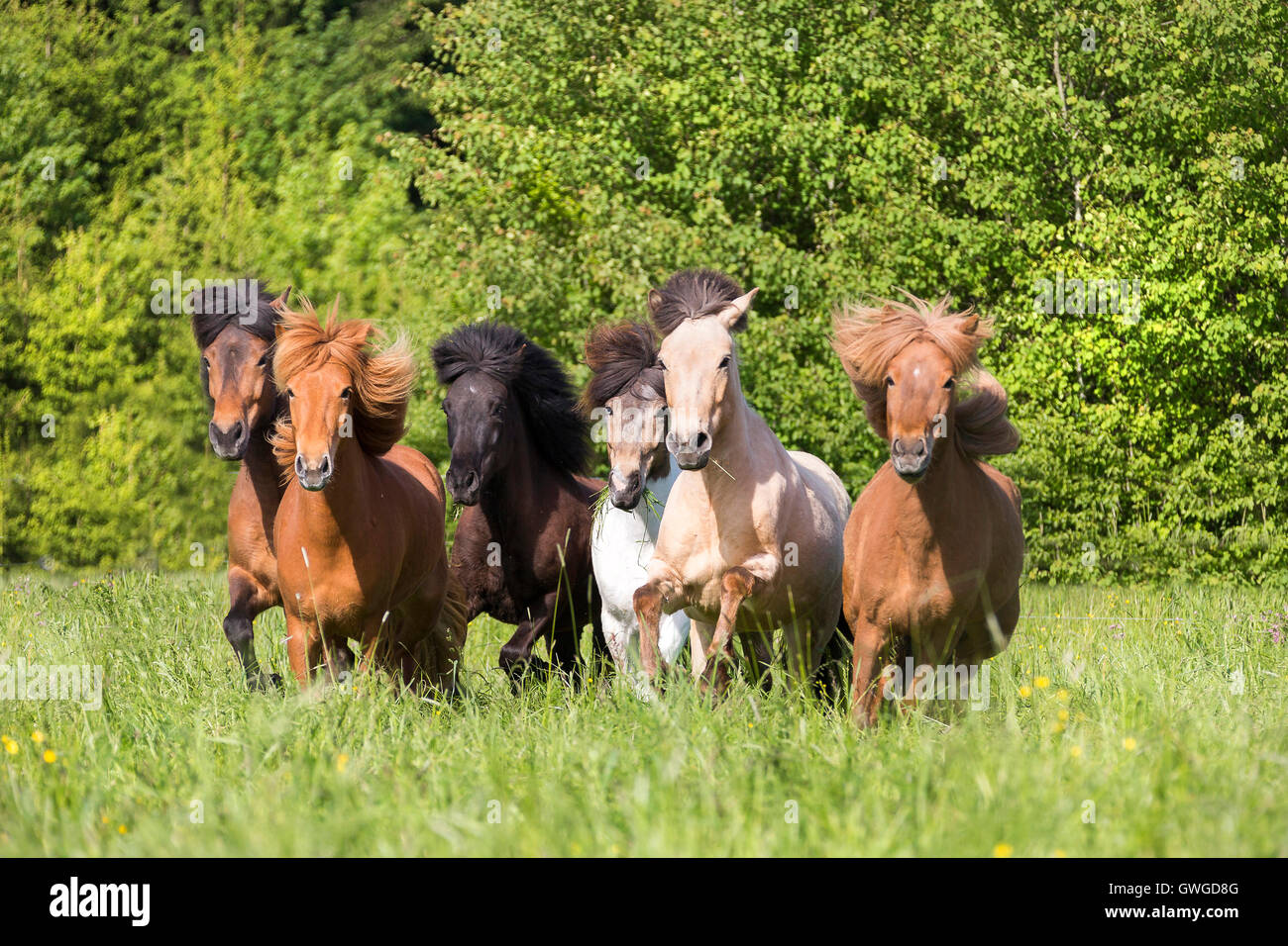 Icelandic Horse. Herd galloping on a pasture. Austria Stock Photo - Alamy