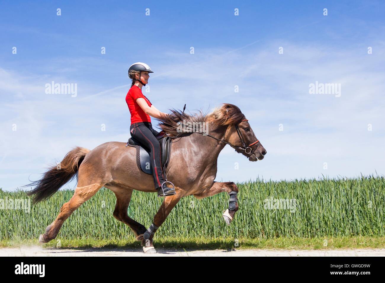 Icelandic Horse being ridden at the flying pace. Austria Stock Photo ...