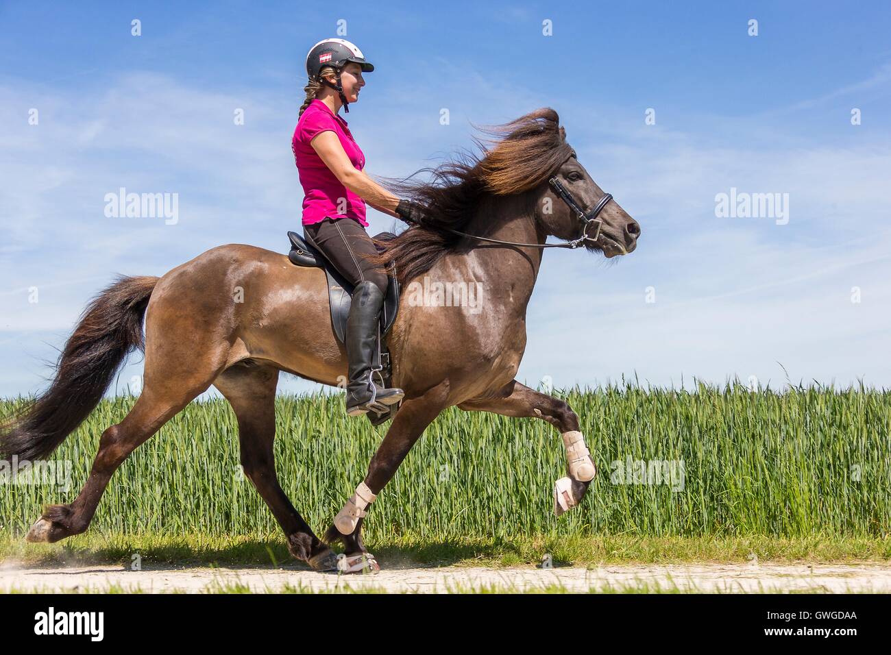 Icelandic Horse being ridden at the flying pace. Austria Stock Photo ...
