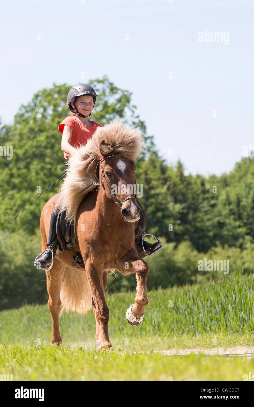 Icelandic Horse being ridden at a toelt. Austria Stock Photo - Alamy