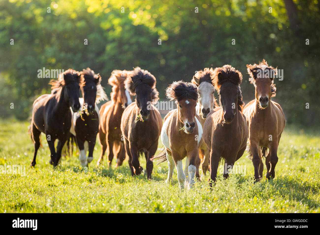 Horse herd galloping hi-res stock photography and images - Alamy