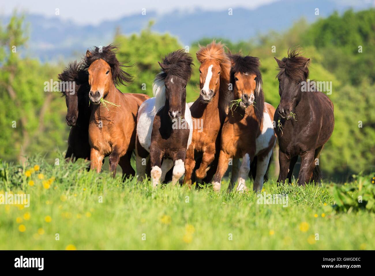 Icelandic Horse. Herd galloping on a pasture. Austria Stock Photo - Alamy