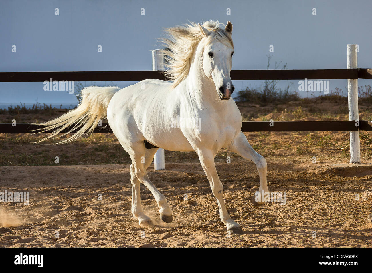 Arab barb horse galloping hi-res stock photography and images - Alamy