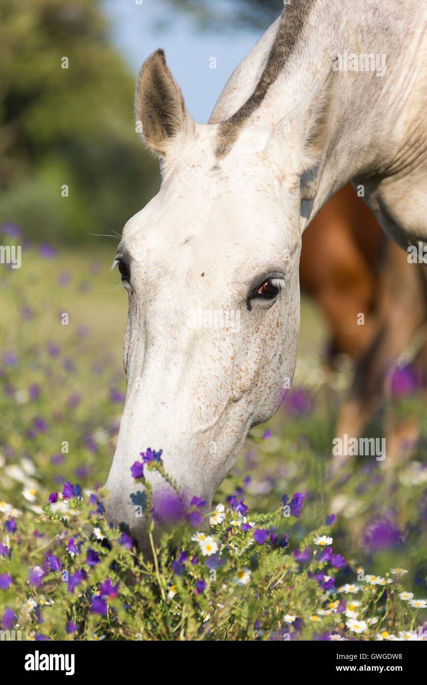 Lusitano. Gray mare grazing on a flowering pasture. Portugal Stock ...