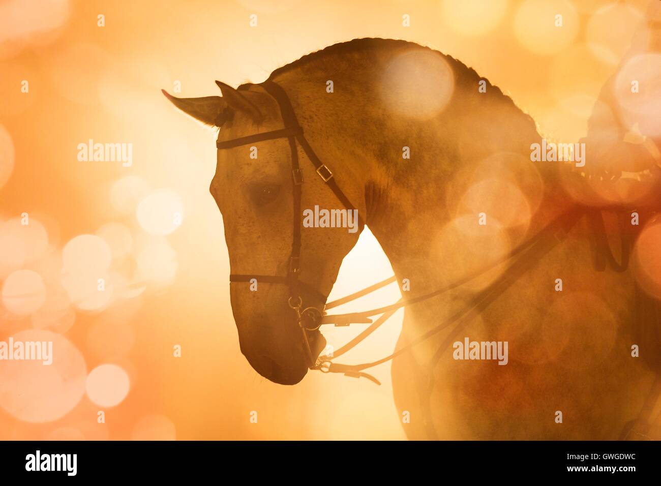 Lusitano. Portrait of gray stallion with bridle at night. Portugal ...
