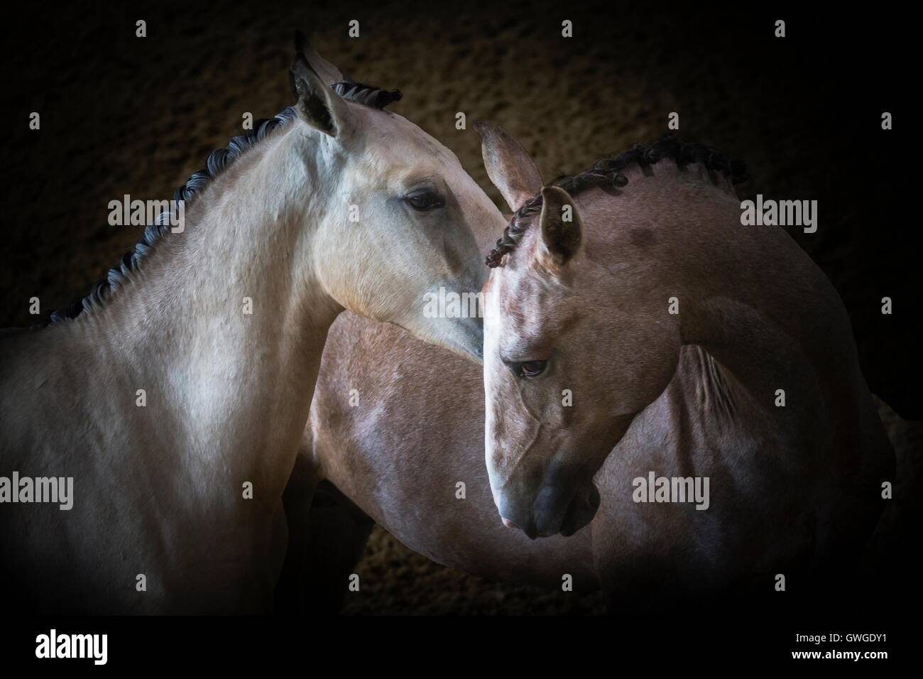 Lusitano. Portrait of two young stallions with plaited manes, seen ...
