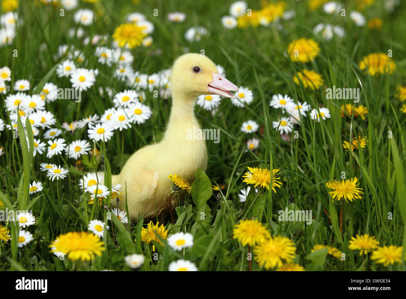 Mulard Duck. Duckling standing in a flowering meadow while quacking ...