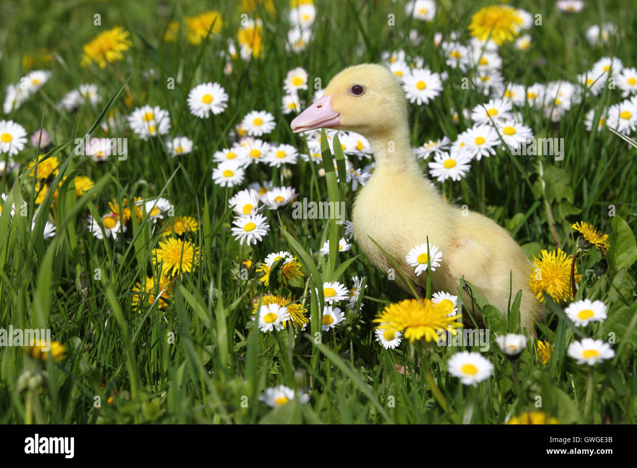 Mulard Duck. Duckling standing in a flowering meadow. Germany Stock ...
