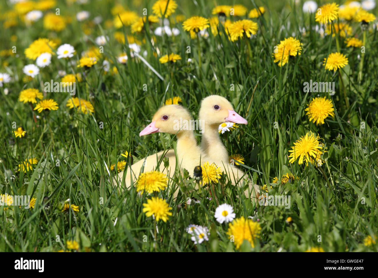 Mulard Duck. Pair of ducklings lying in a flowering meadow. Germany ...